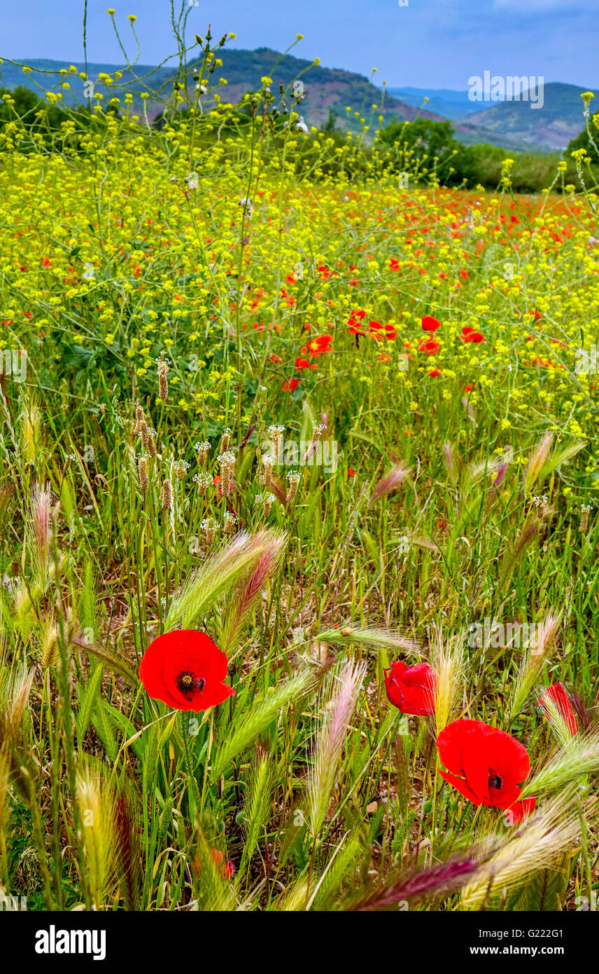 Wild barley ears and field of red poppies close to Lac de Salagou ...
