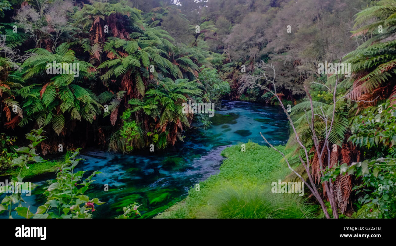 New Zealand, Blue Springs | River running through natural bush Stock ...