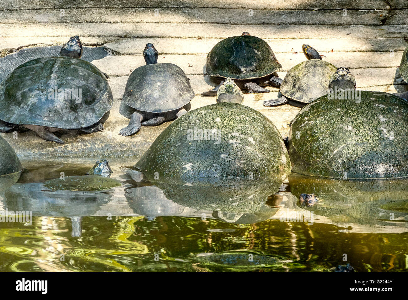 Turtles Emerging From The Water Belem Brazil Stock Photo - Alamy