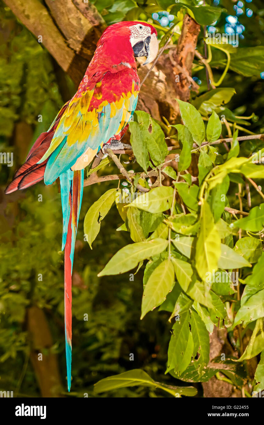 Parrot Rio High Resolution Stock Photography and Images - Alamy