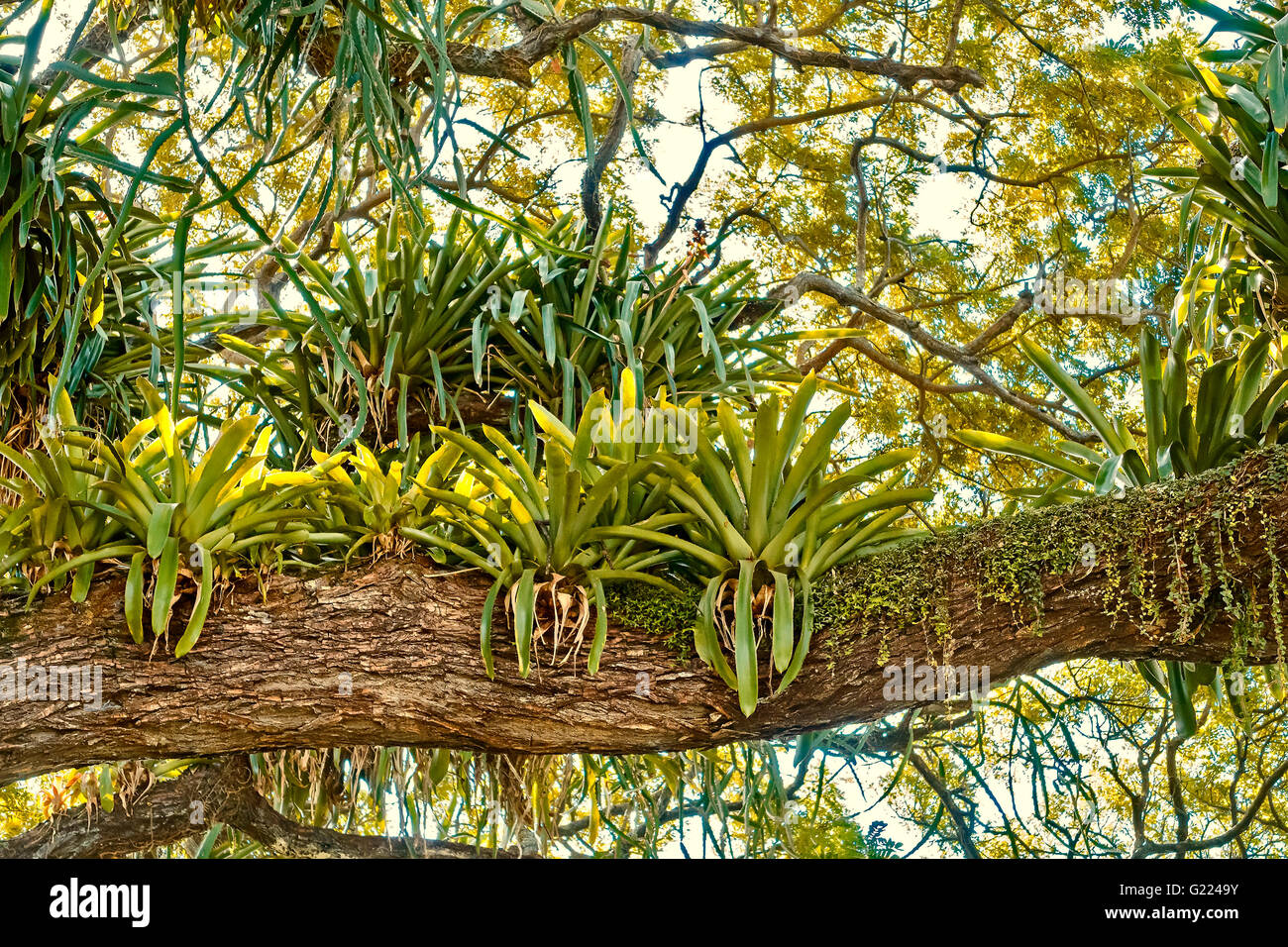 Tillandsia Plants Fort King George Tobago West Indies Stock Photo - Alamy