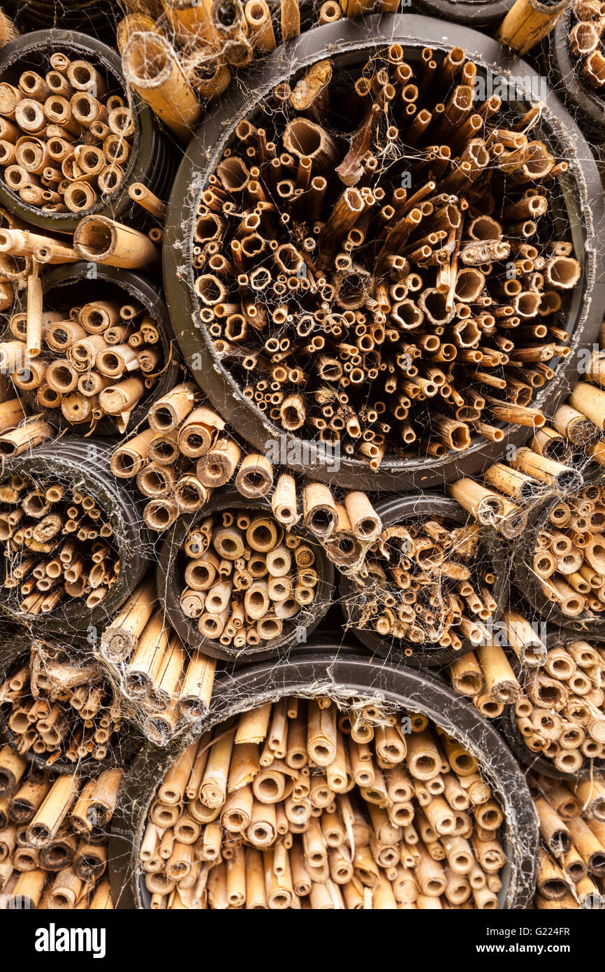 Insect Habitat High Resolution Stock Photography and Images - Alamy