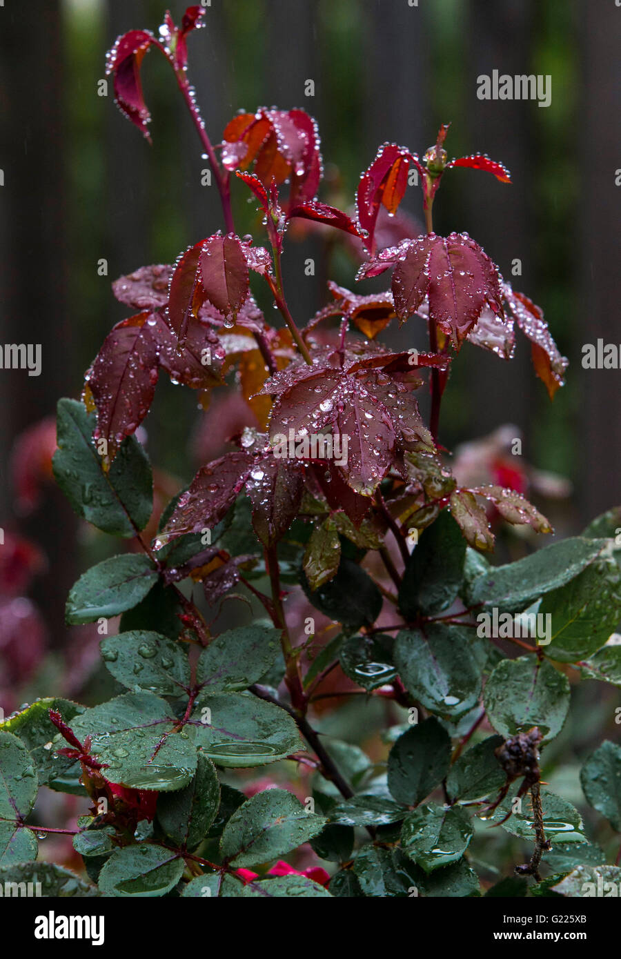 Wet and soggy hi-res stock photography and images - Alamy