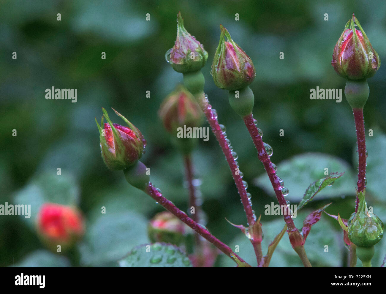 Budding rose hi-res stock photography and images - Alamy