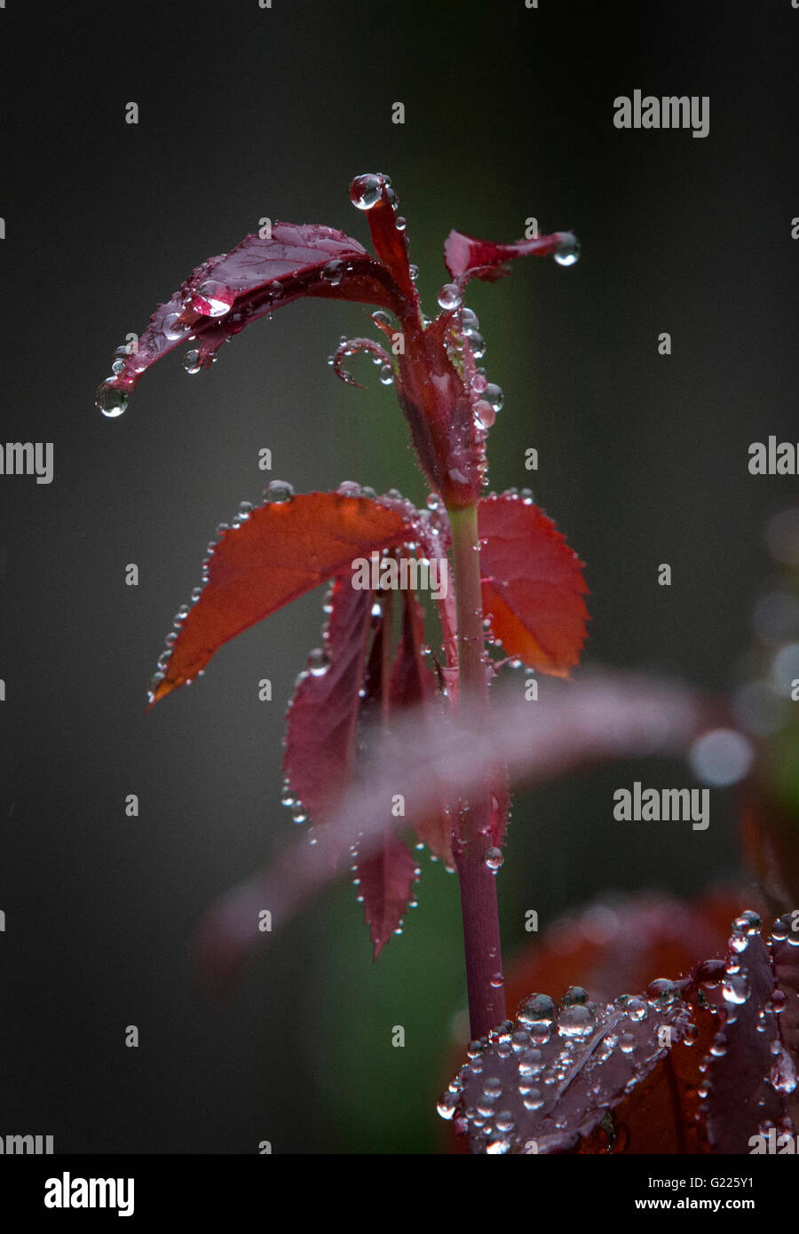 Rain shadow hi-res stock photography and images - Alamy
