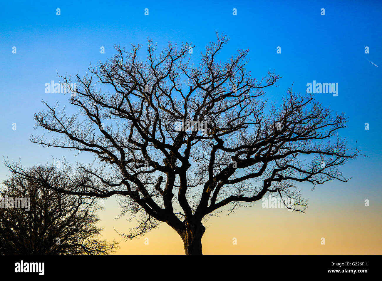 The powerful tree hi-res stock photography and images - Alamy