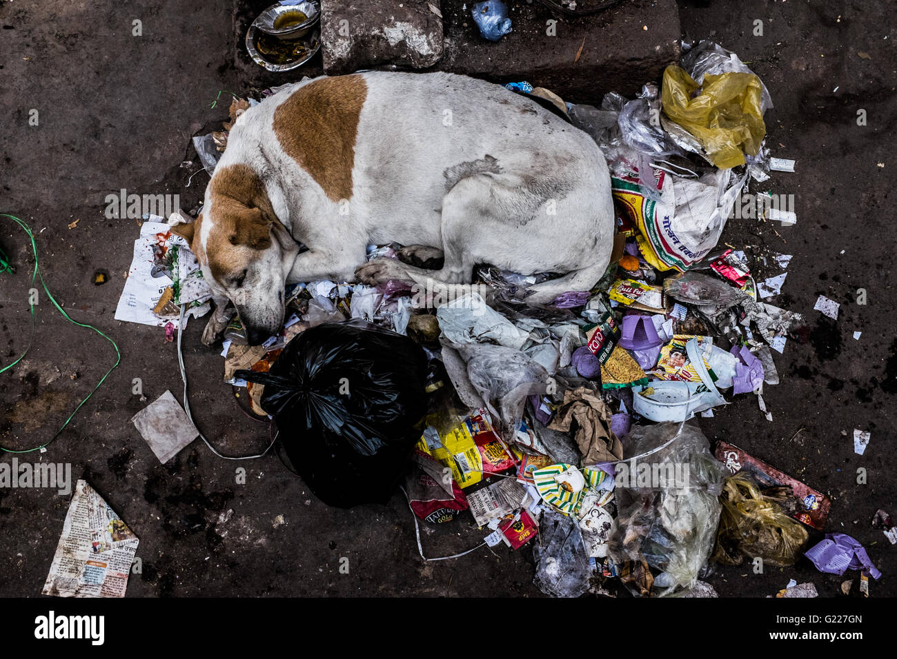 Stray dog garbage hi-res stock photography and images - Alamy