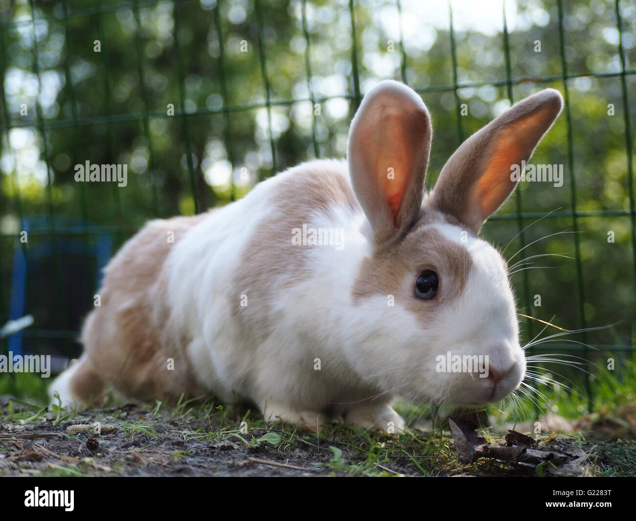Black Flemish Giant Rabbits