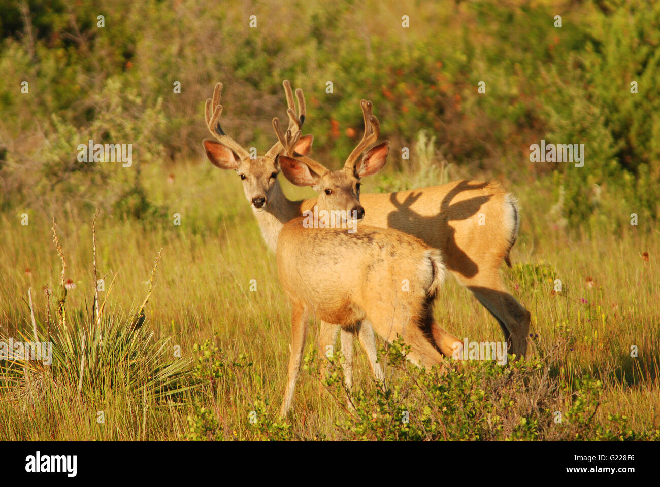 Two mule deer bucks in velvet photographed with early morning front ...