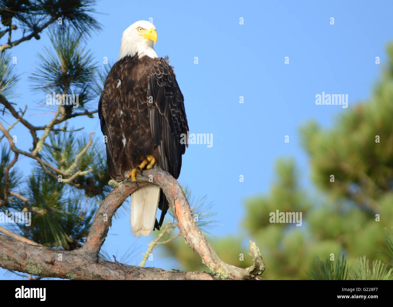 Northern american bald eagle hi-res stock photography and images - Alamy