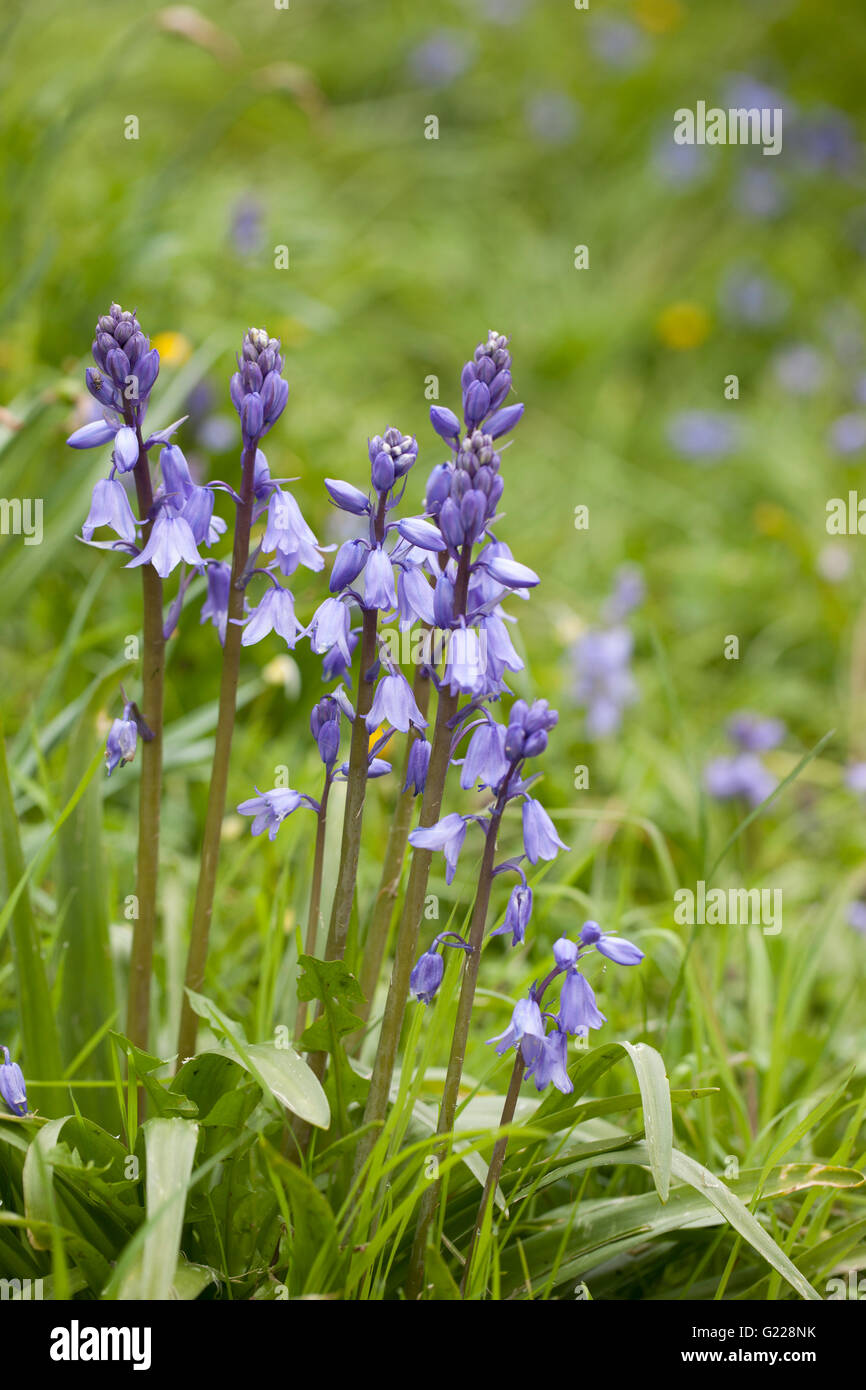 Blue bluebells flower garden spring hi-res stock photography and images ...