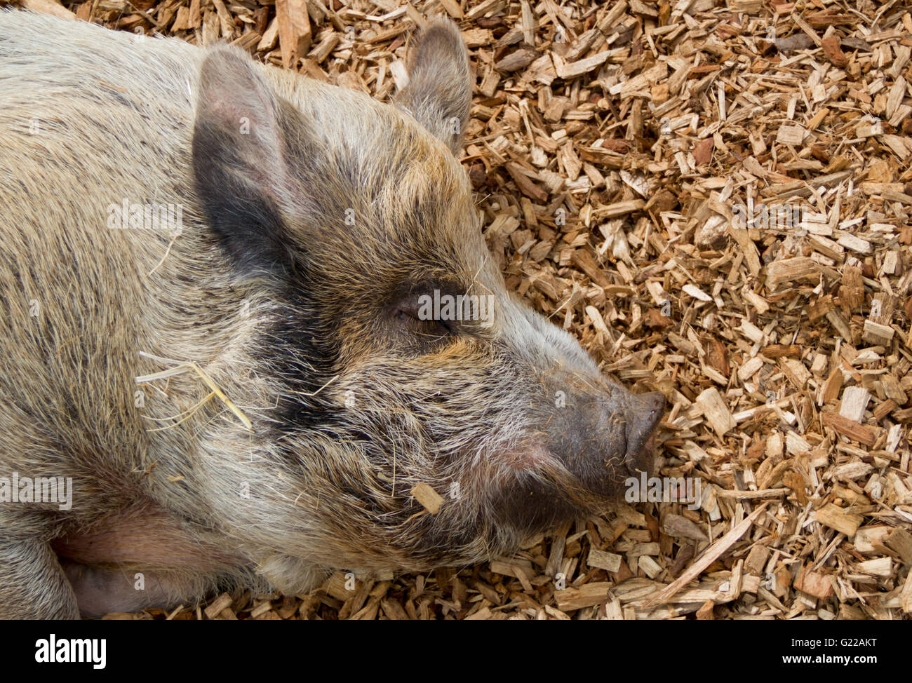 Pig sleep hi-res stock photography and images - Alamy