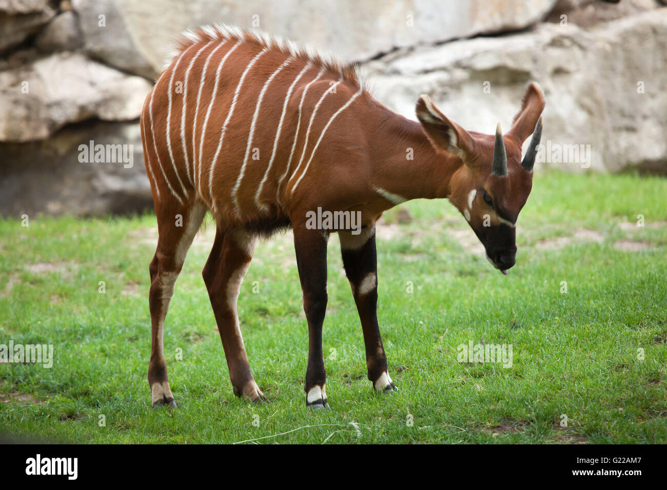Bongo antelope kenya africa hi-res stock photography and images - Alamy