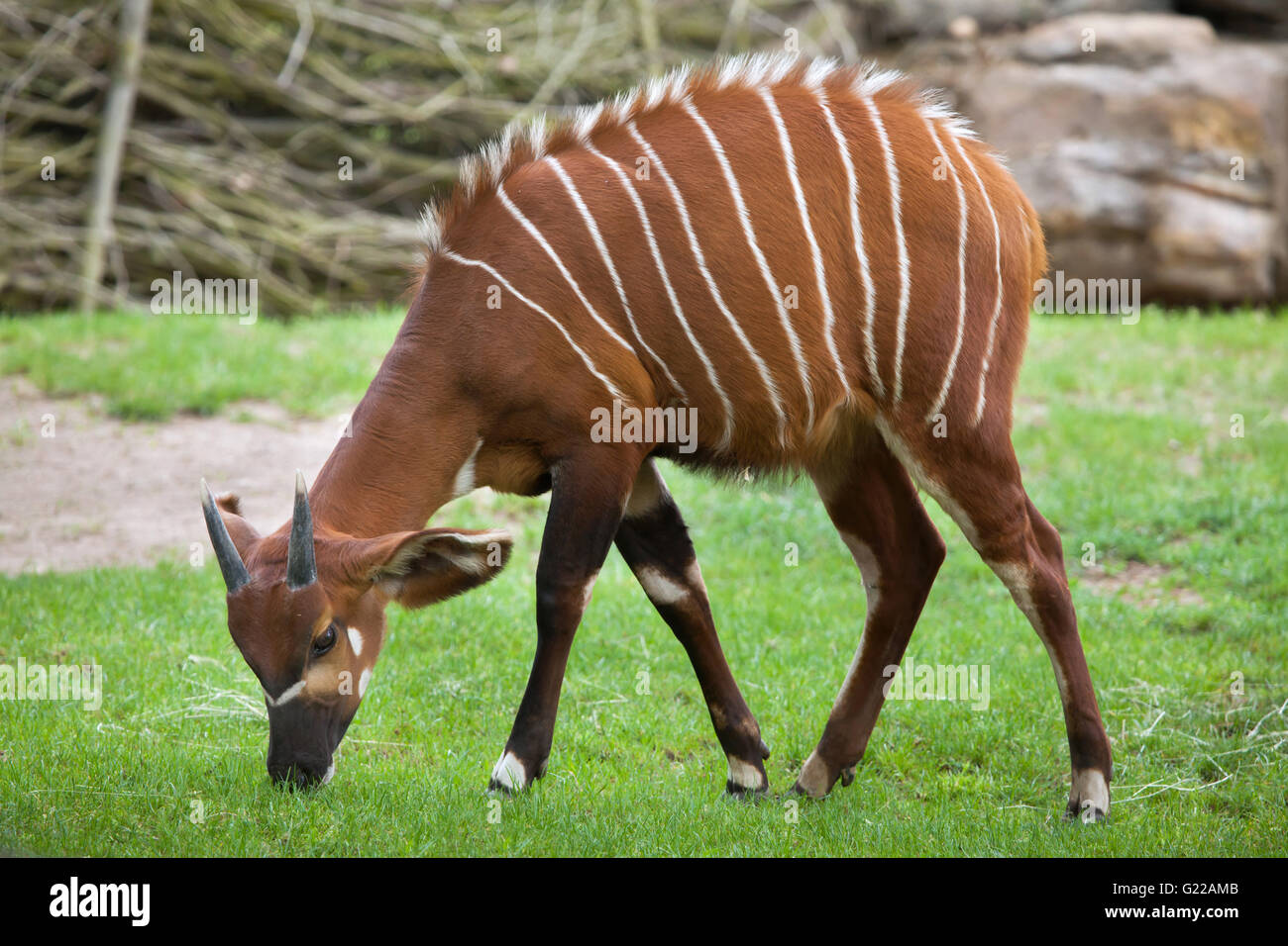 Bongo antelope kenya africa hi-res stock photography and images - Alamy