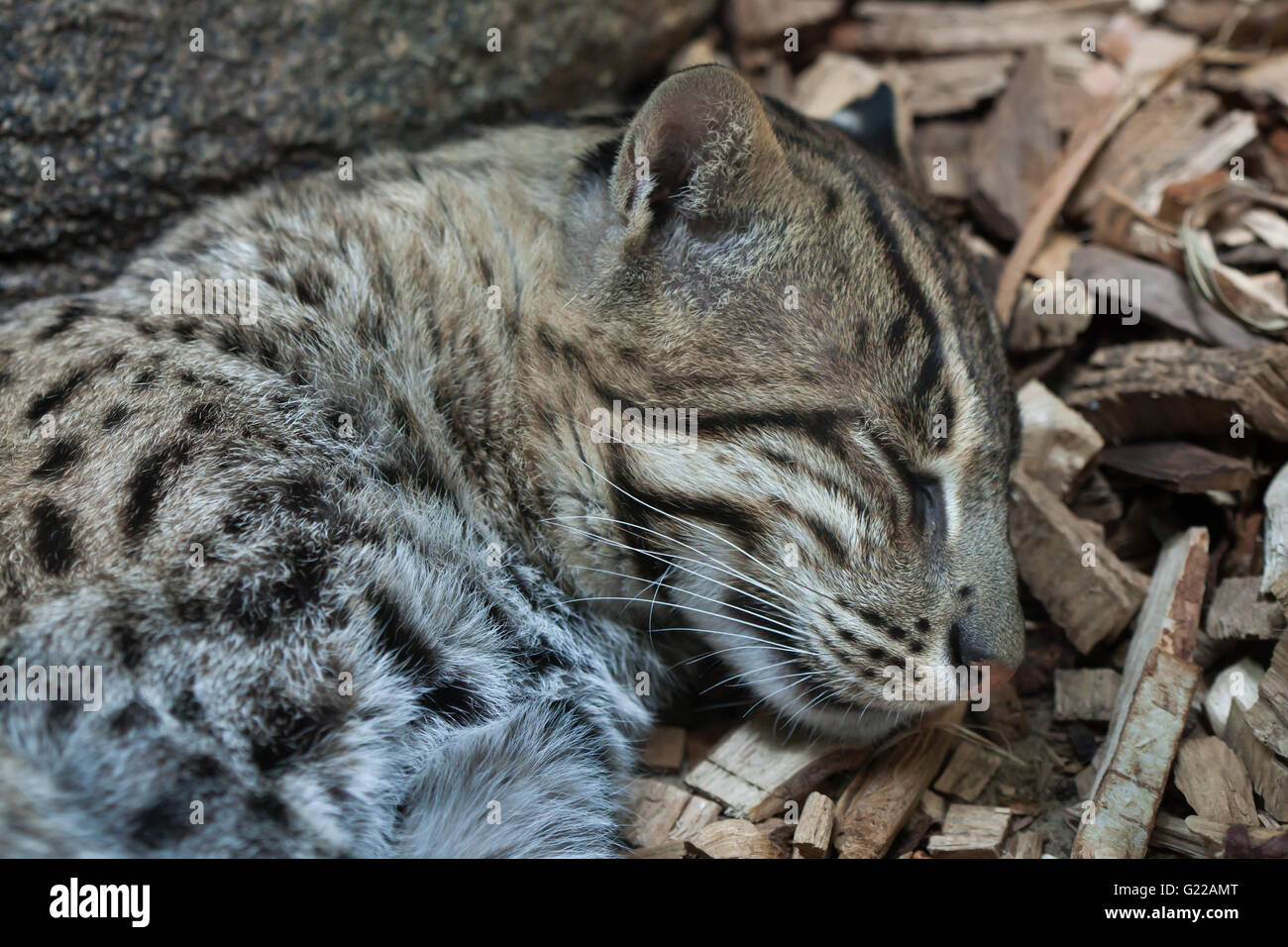 Fishing cat (Prionailurus viverrinus) at Prague Zoo, Czech Republic ...