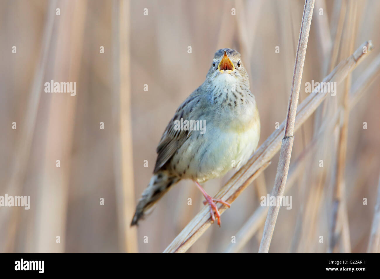 Common grasshopper warbler (Locustella naevia) singing in reed ...