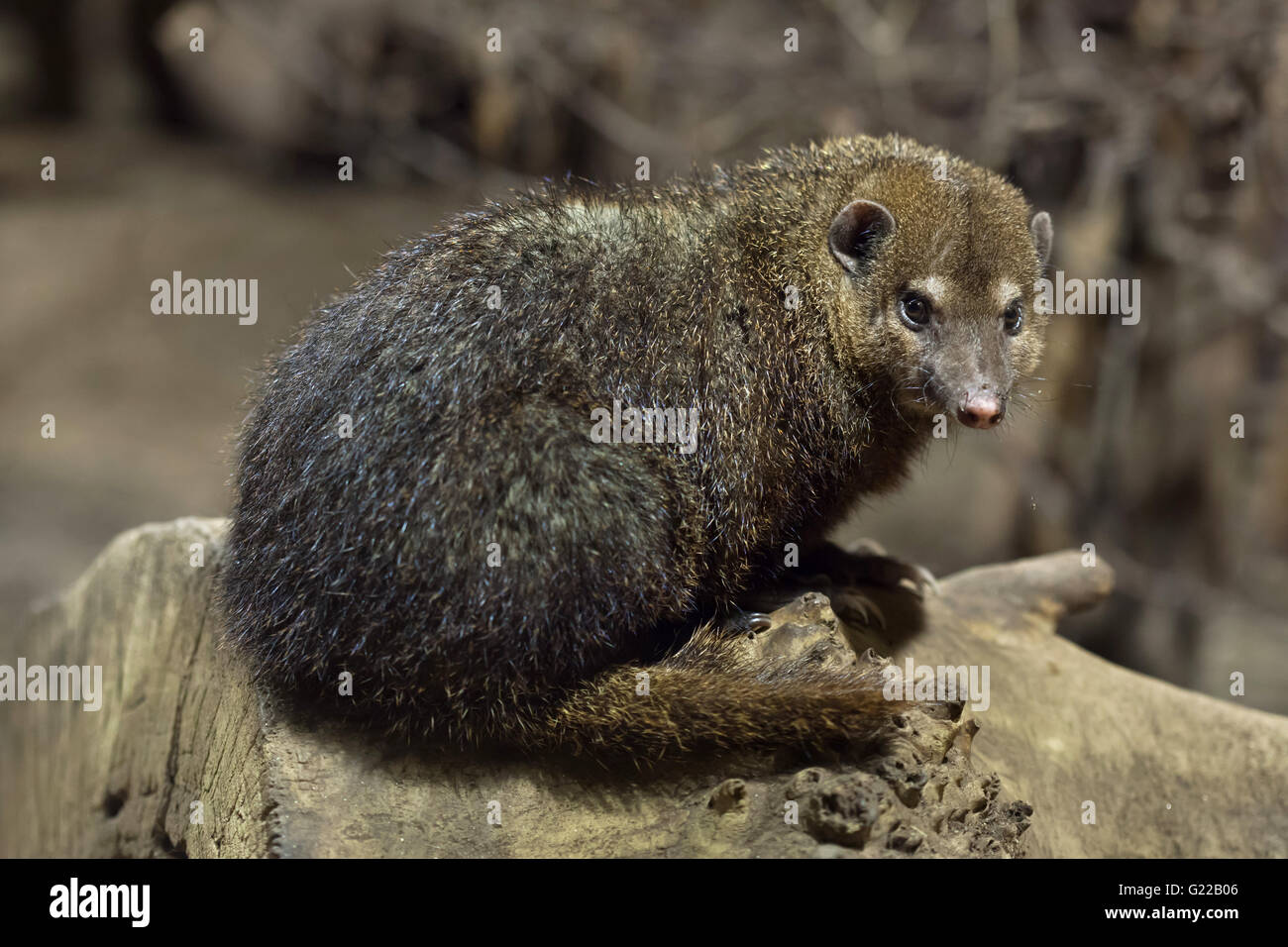 Common kusimanse (Crossarchus obscurus), also known as the long-nosed ...