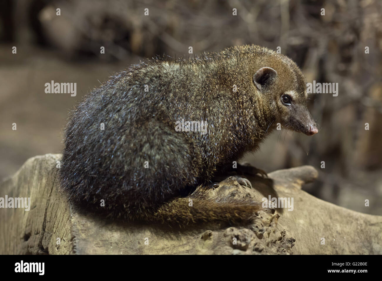 Long nosed kusimanse hi-res stock photography and images - Alamy