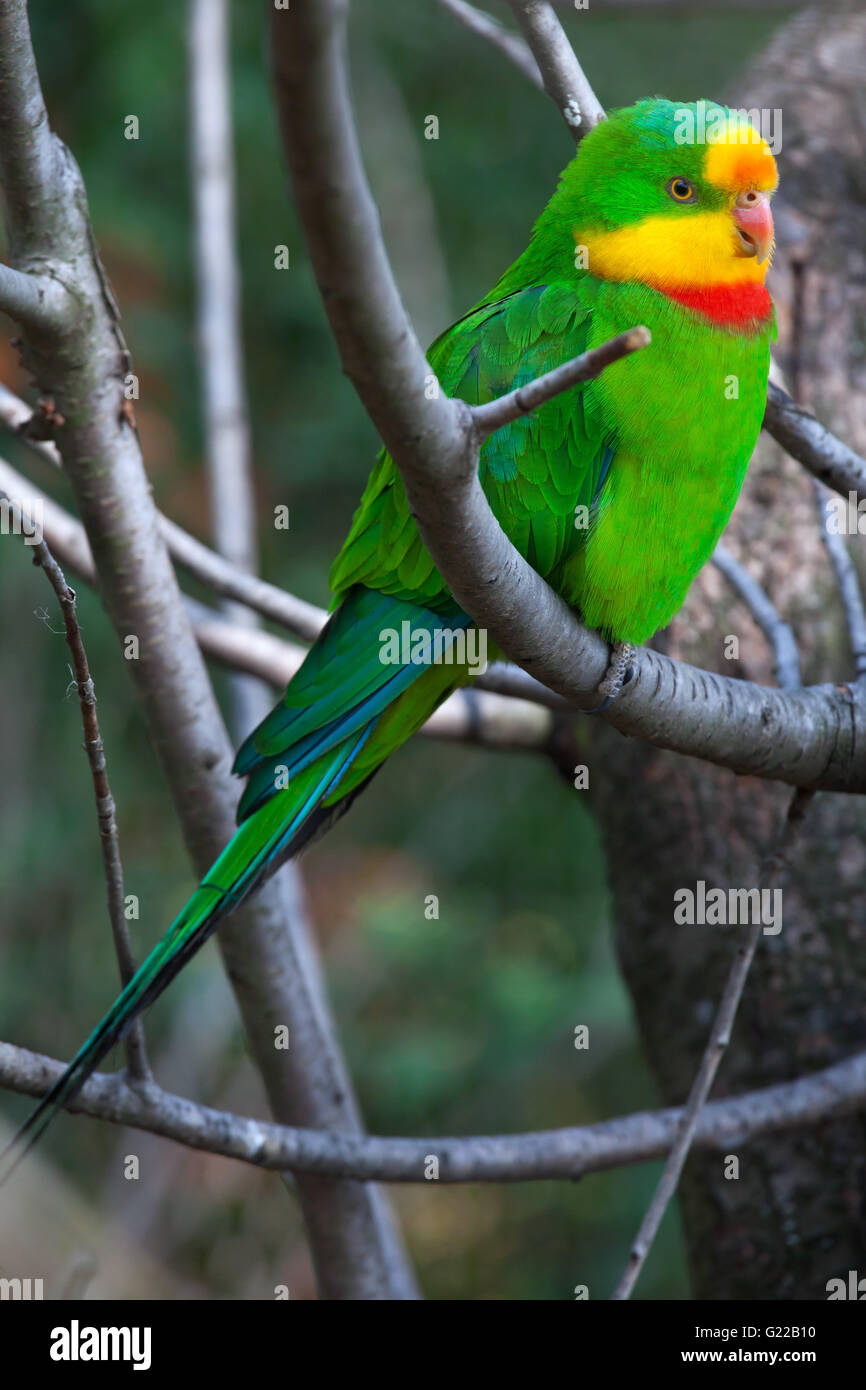 Superb parrot (Polytelis swainsonii), also known as the Barraband's ...