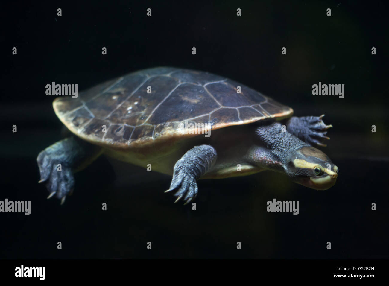 Short necked hi-res stock photography and images - Alamy