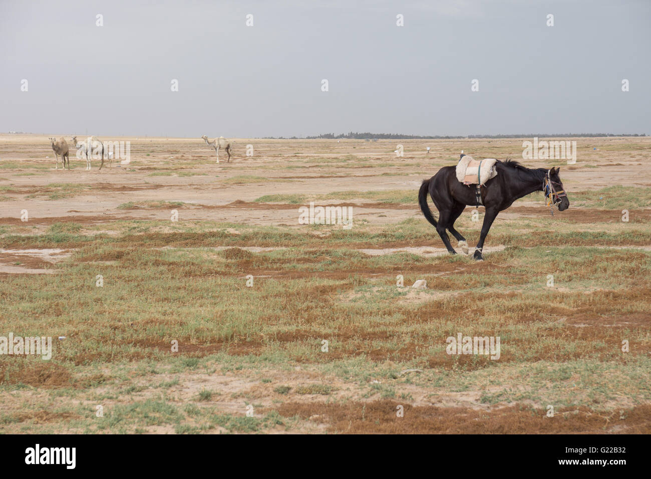 Hobbled Horse High Resolution Stock Photography and Images - Alamy