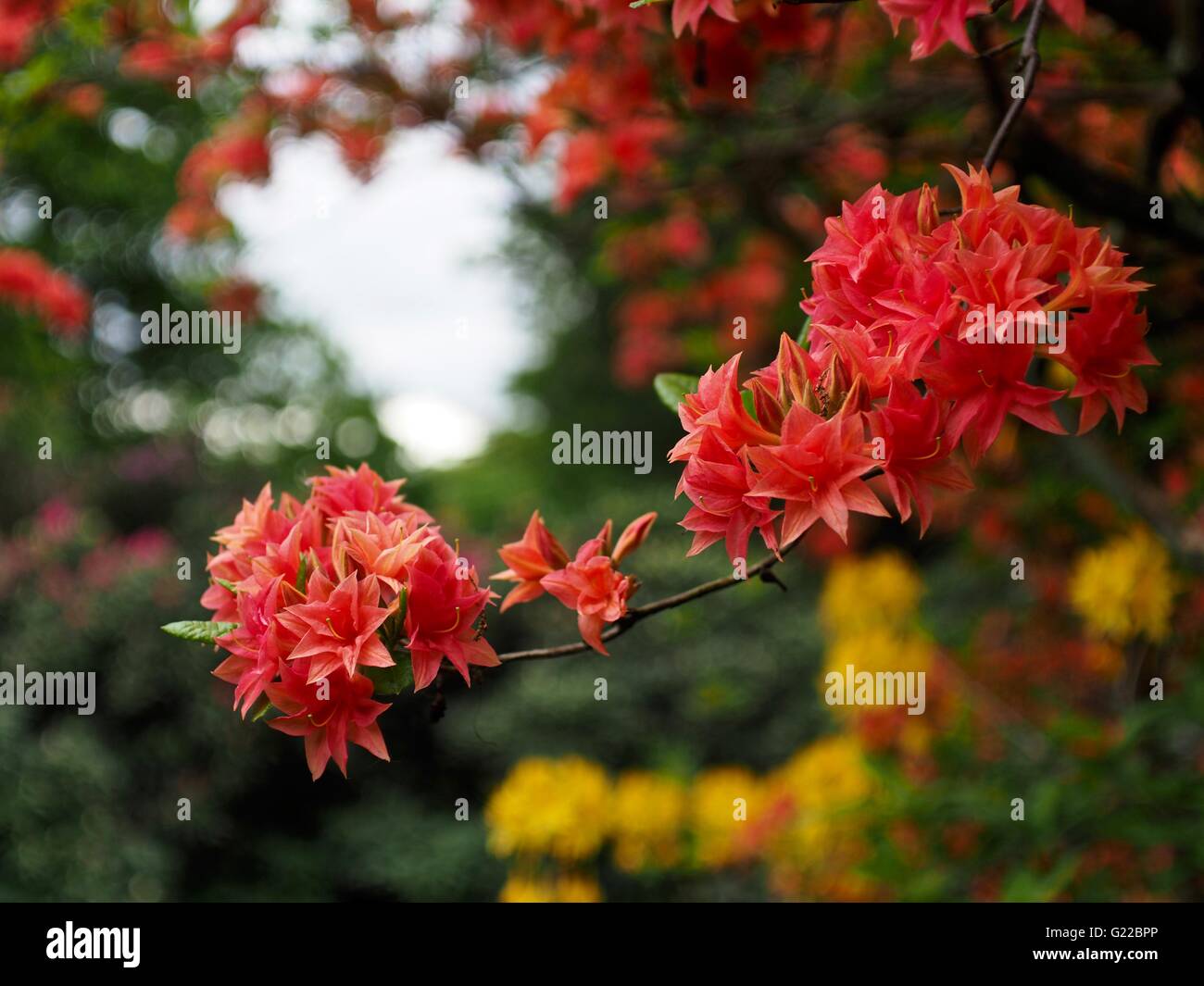 Orange rhododendron flowers in Langley Park Stock Photo - Alamy