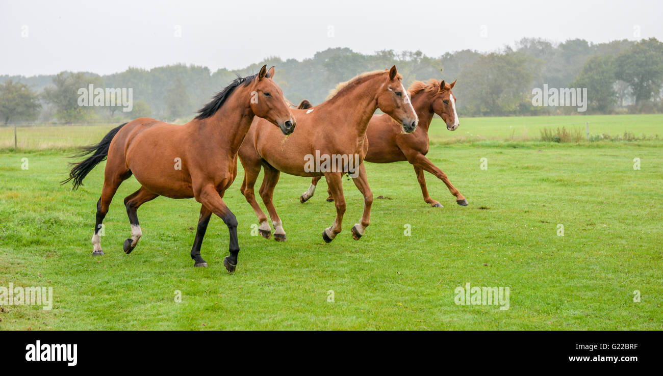 Tree horses hi-res stock photography and images - Alamy