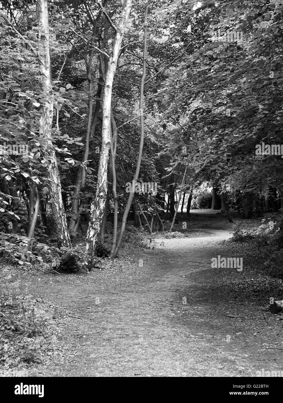 Black and white woodland landscape hi-res stock photography and images ...