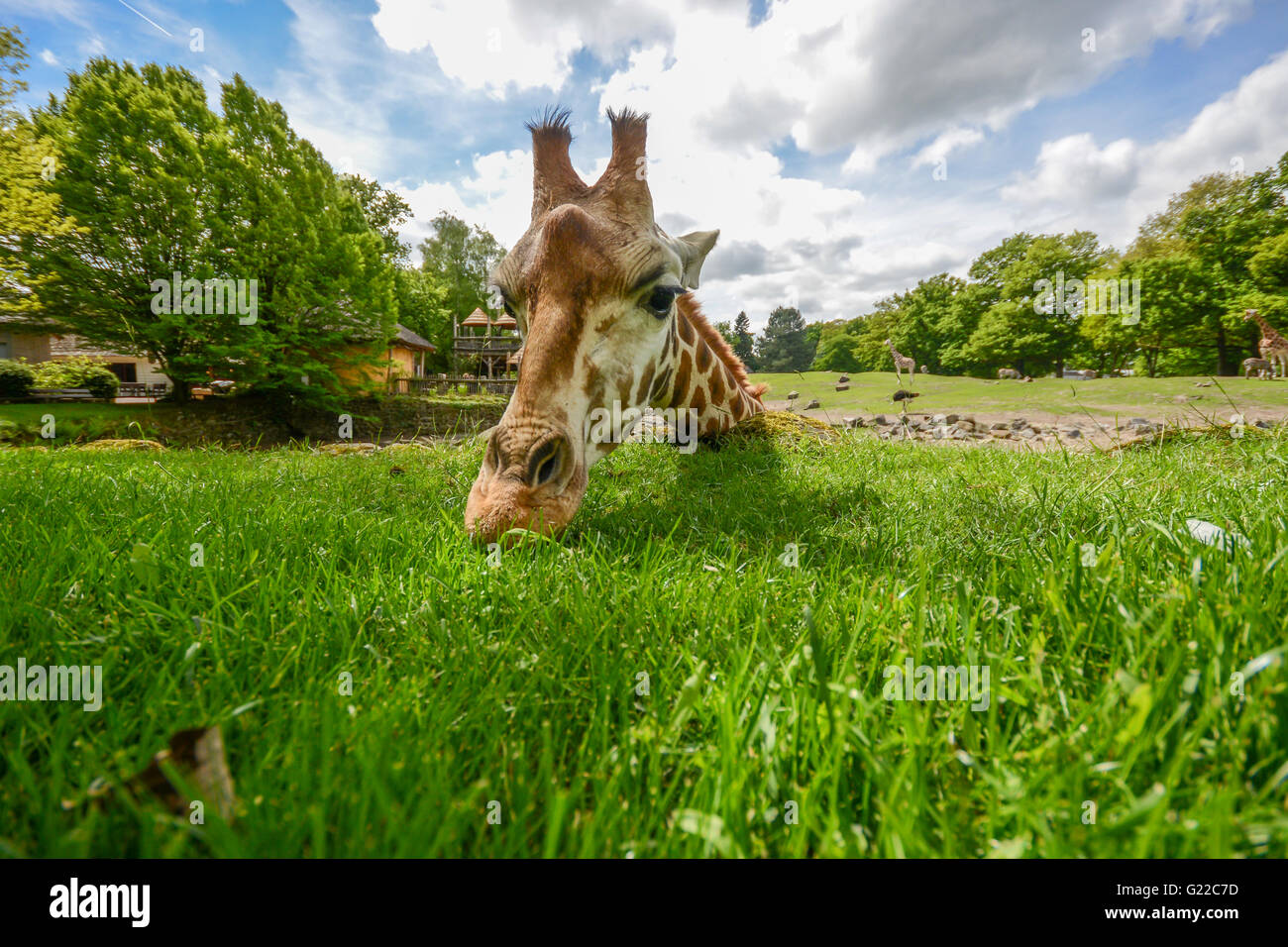 giraffe eating green grass in the sun with clouds on the sky Stock ...