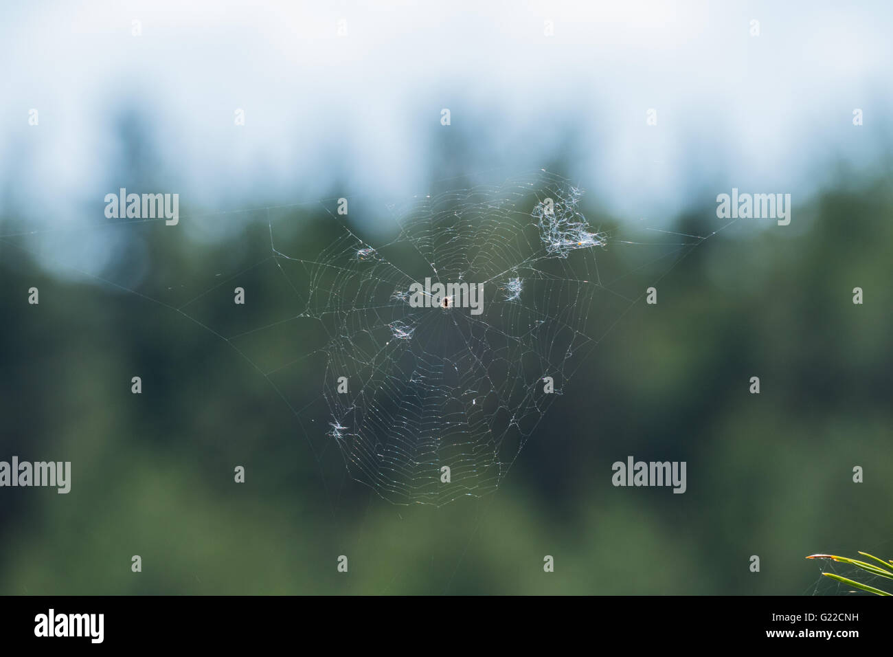 Cobweb in the woods Stock Photo - Alamy