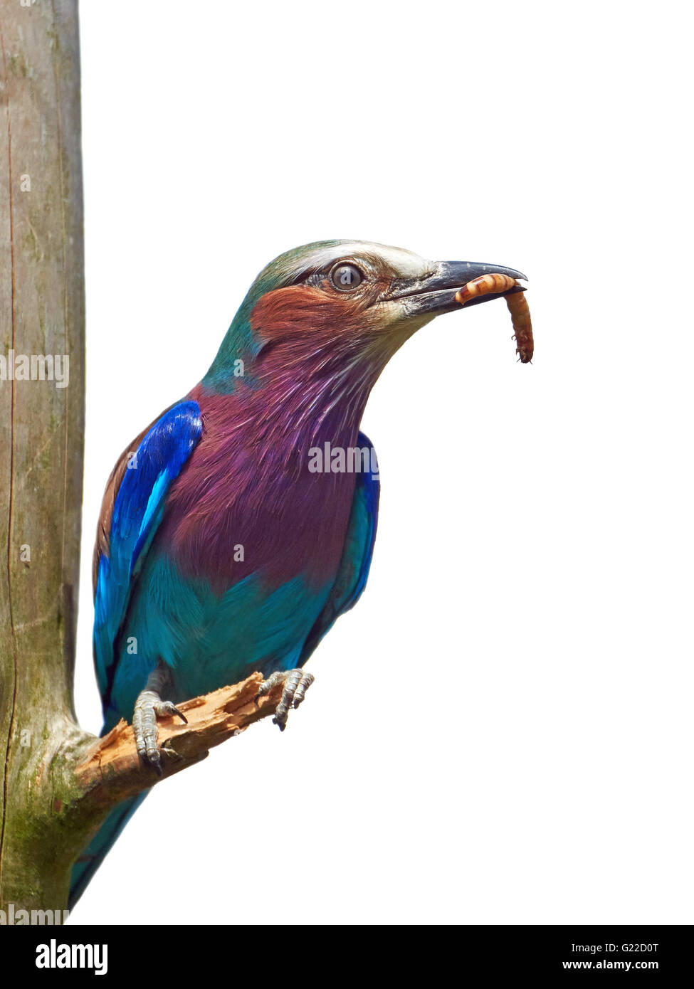 Roller worm hi-res stock photography and images - Alamy