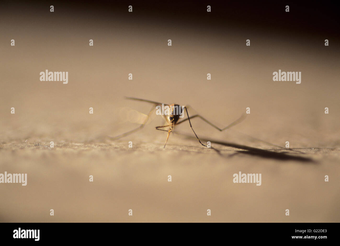 Australia, insects, pests, mosquito, biting flesh, a nuisance and a ...