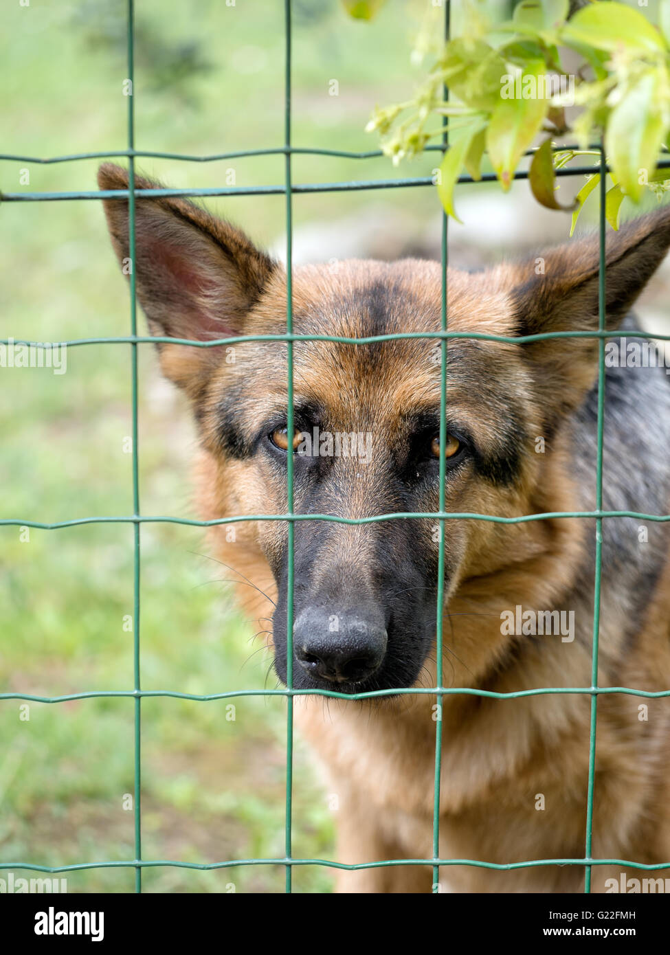 Sad German Shepherd