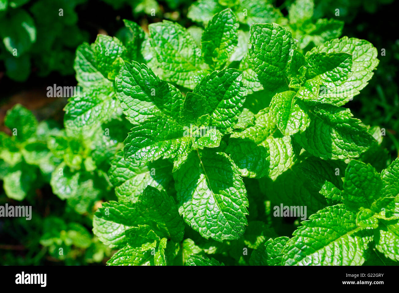 Chewing mint flavour gum hi-res stock photography and images - Alamy