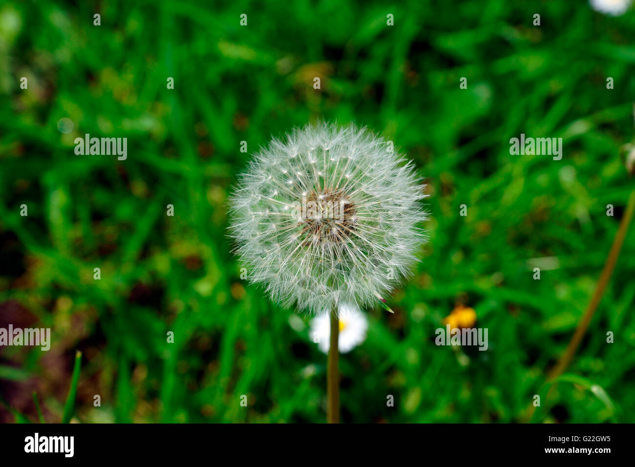 OLD TIMER (DANDELION Stock Photo - Alamy