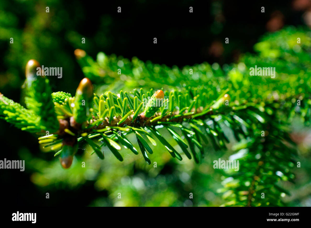 CONIFER SPROUTING NEW TIPS Stock Photo - Alamy