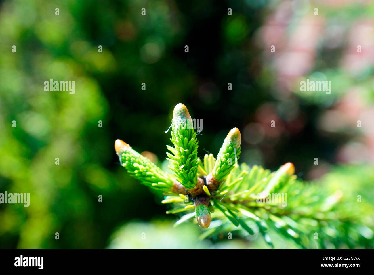 CONIFER SPROUTING NEW TIPS Stock Photo - Alamy