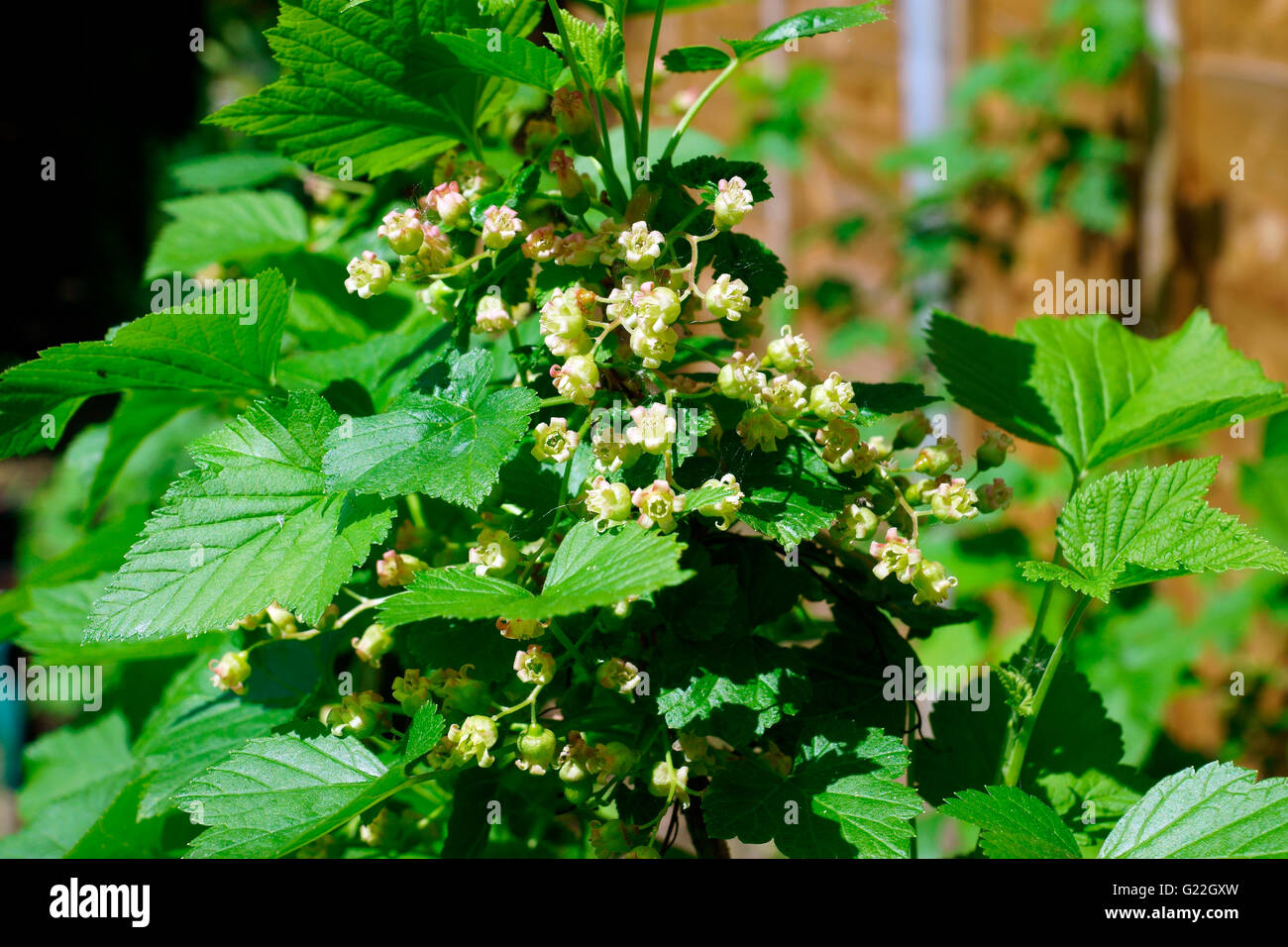 Blackcurrant bush in flower hi-res stock photography and images - Alamy