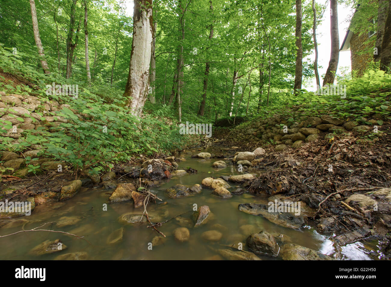 green spring river in the forest in the summer Stock Photo - Alamy