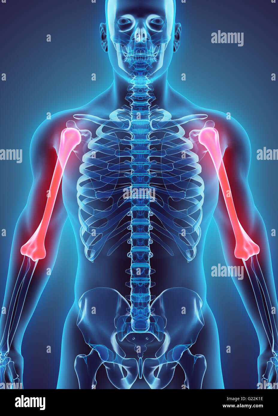 3D illustration of Humerus - Part of Human Skeleton Stock Photo - Alamy
