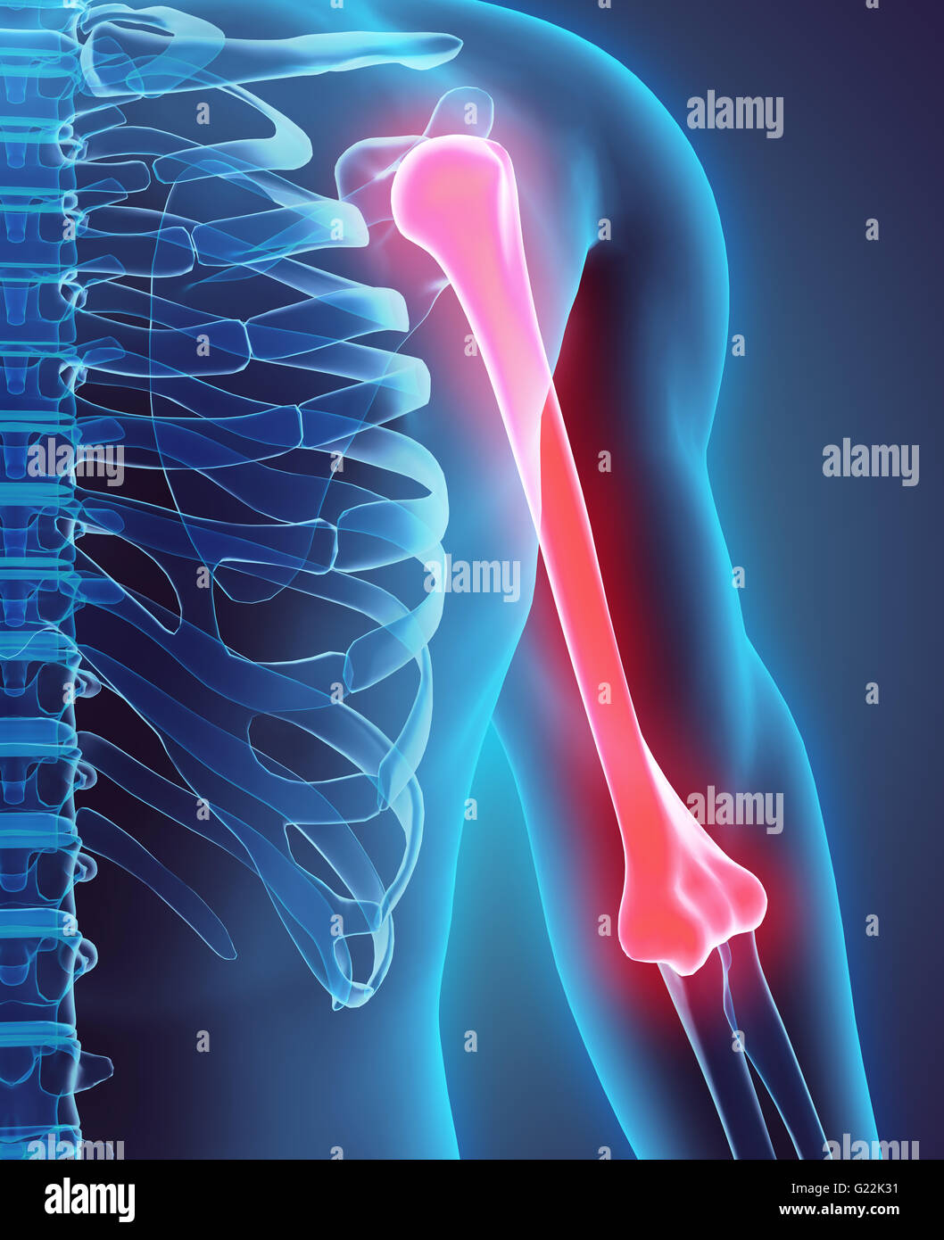 Humerus bone with muscle hi-res stock photography and images - Alamy