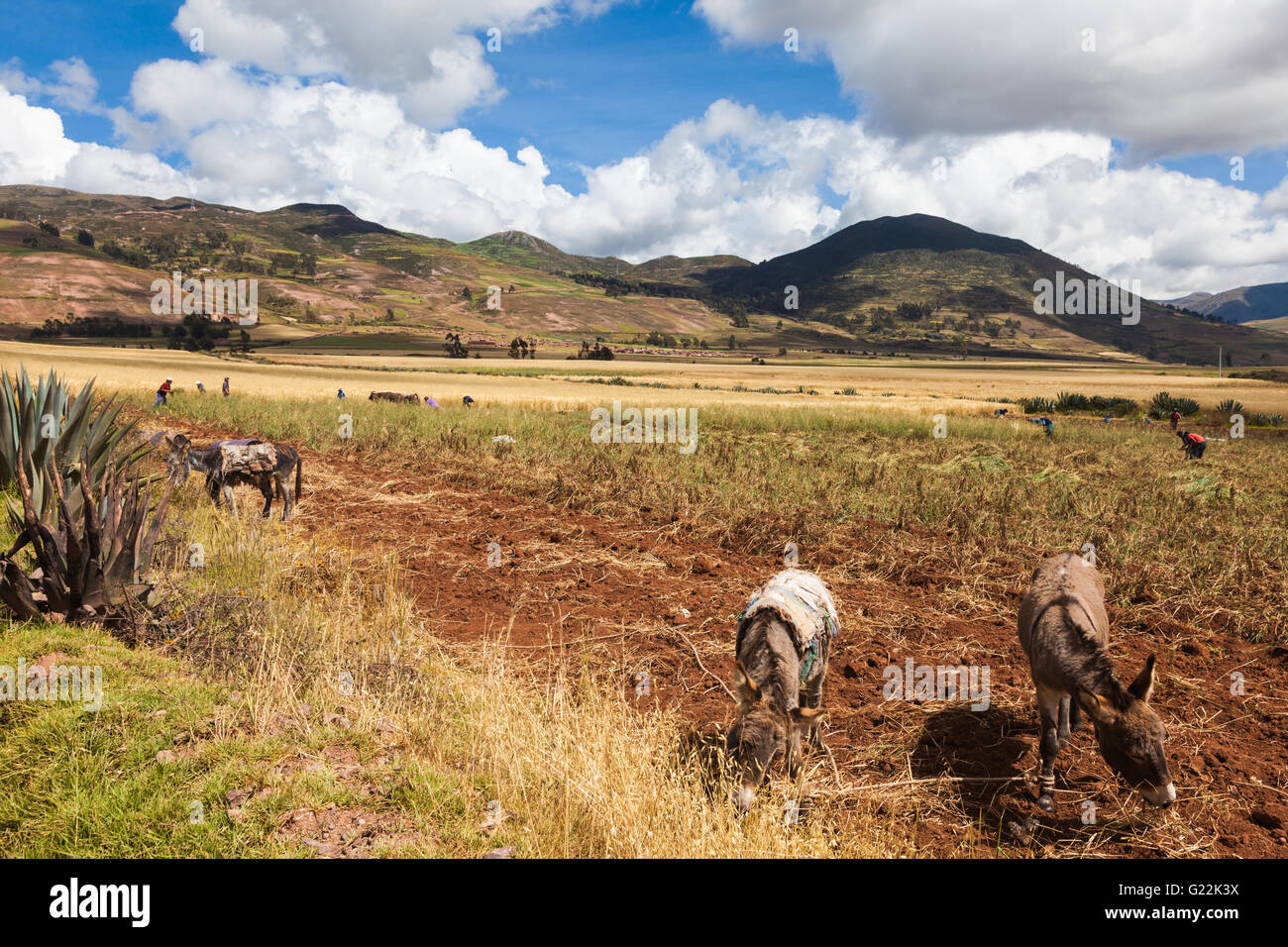 Donkeys used as pack animals and basic transportation for Peruvian ...
