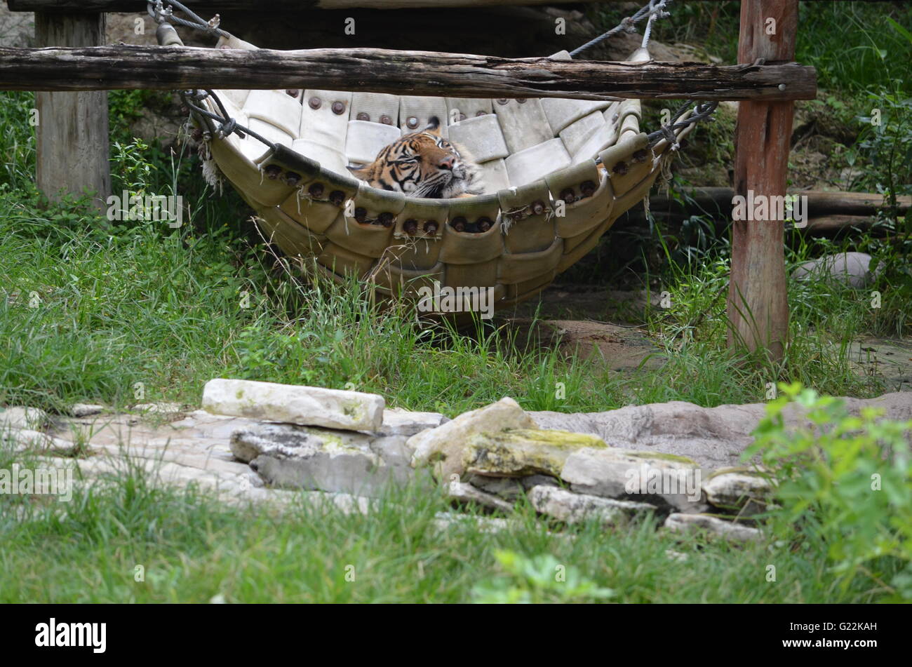 Tiger in Hammock San Antonio Zoo San Antonio Texas USA Stock Photo - Alamy