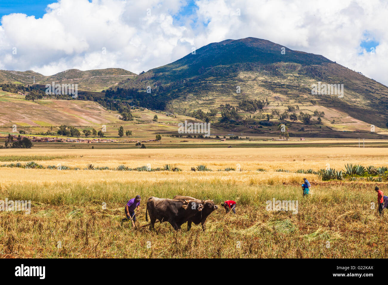 Andean village farmers ploughing harvesting hi-res stock photography ...