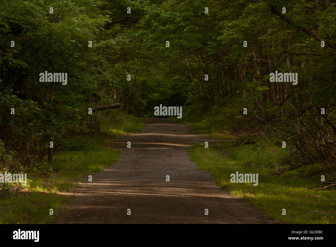 spring forest alley walk way Stock Photo - Alamy