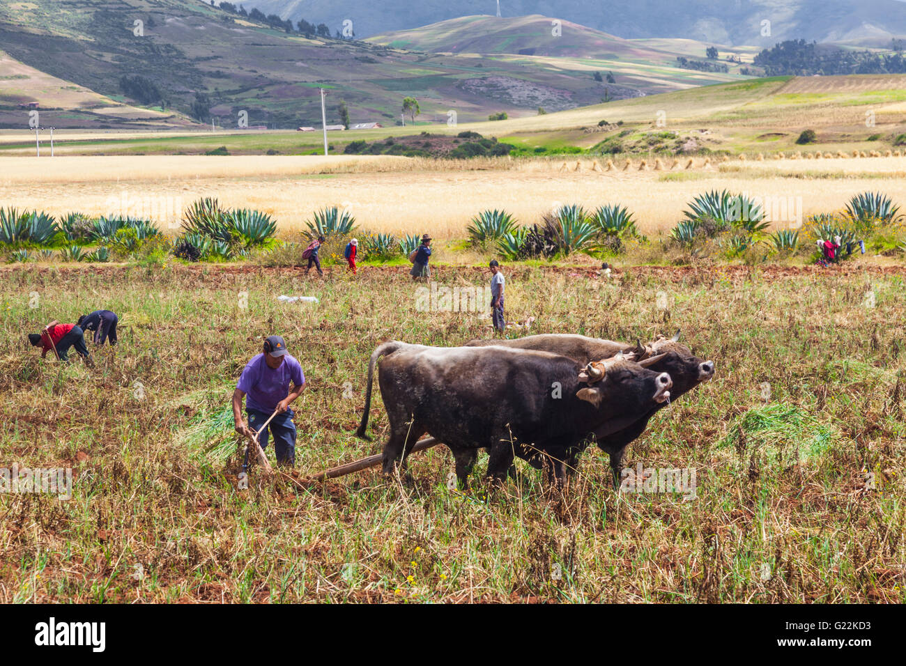 Andean village farmers ploughing harvesting hi-res stock photography ...