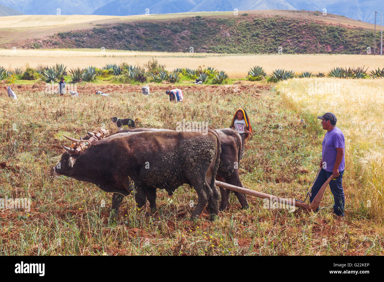 Andean village farmers ploughing and harvesting a crop near the village ...