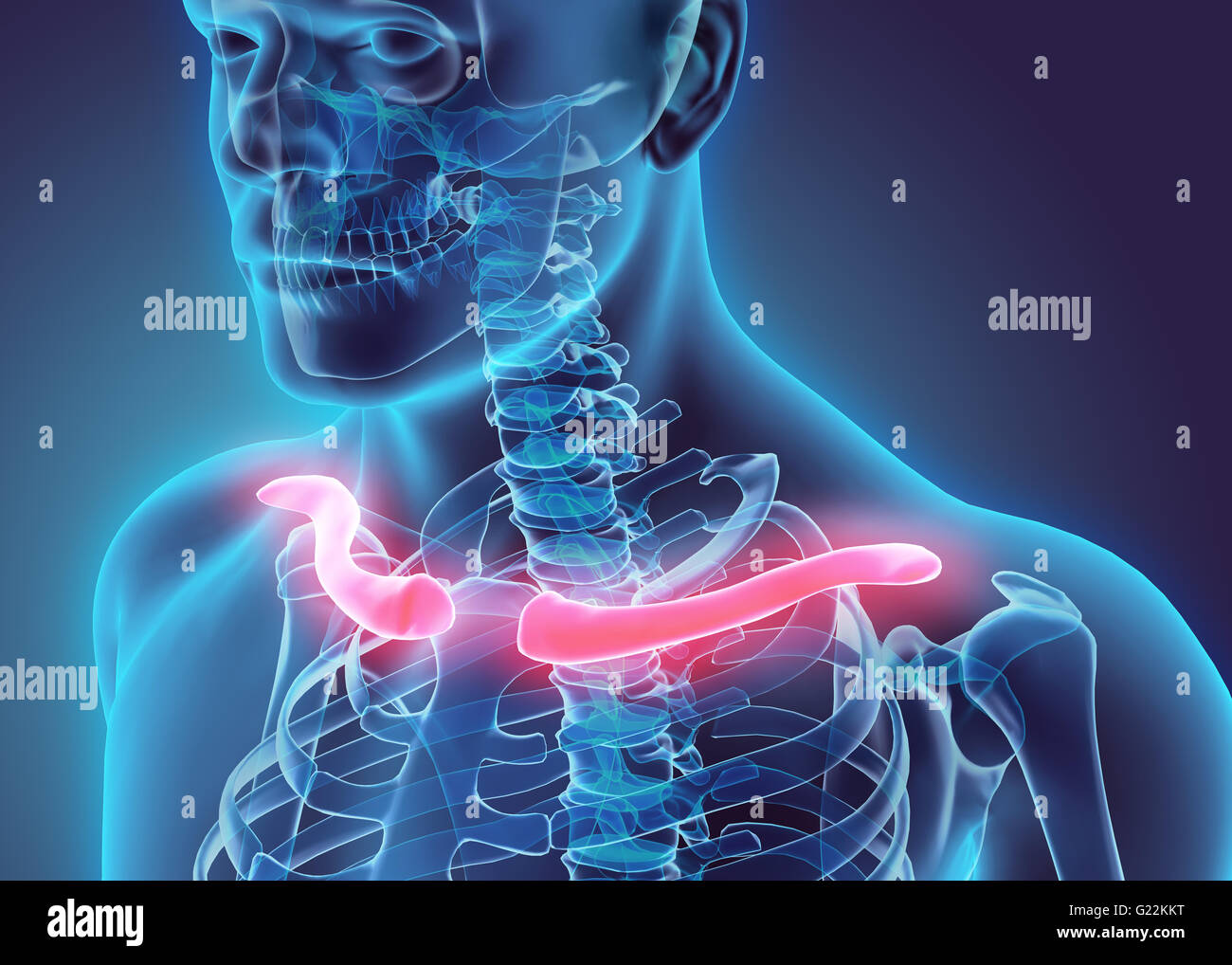 3D illustration of Clavicle - Part of Human Skeleton Stock Photo - Alamy