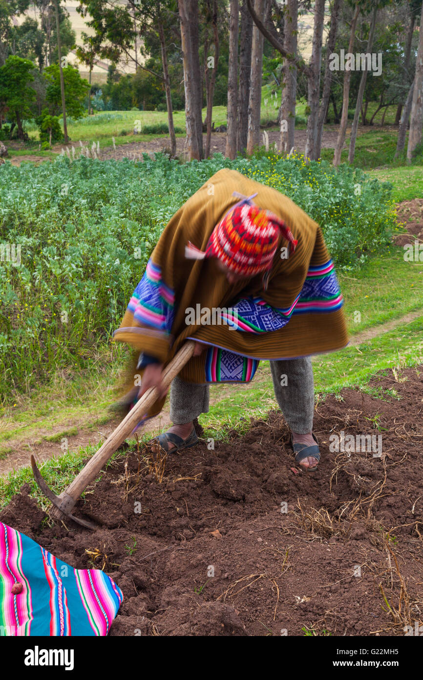 Farm potato peru hi-res stock photography and images - Alamy