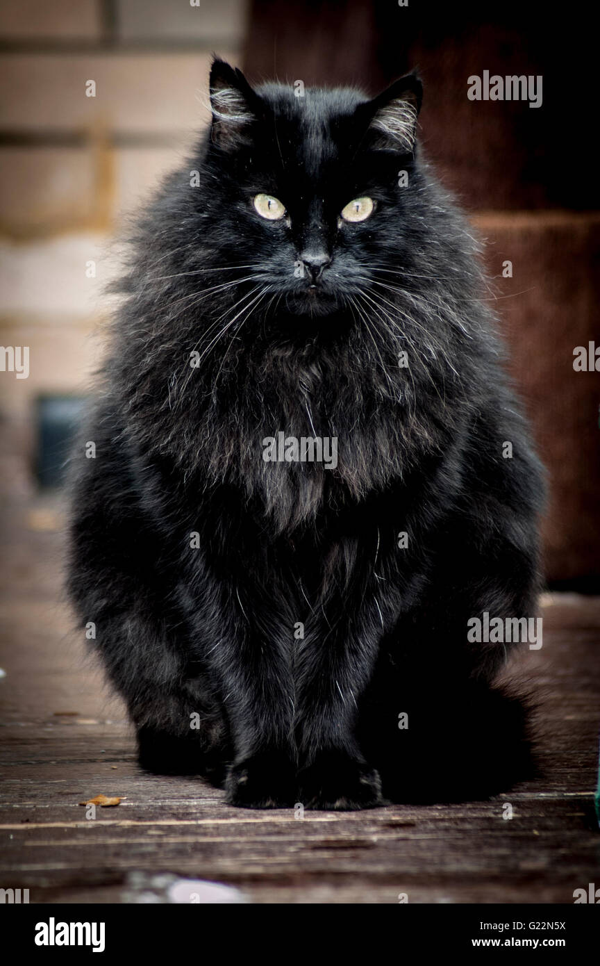 puffy black cat portrait Stock Photo - Alamy